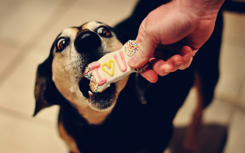 Can My Dog Eat Sugary Foods? – What Can't My Dog Eat?
